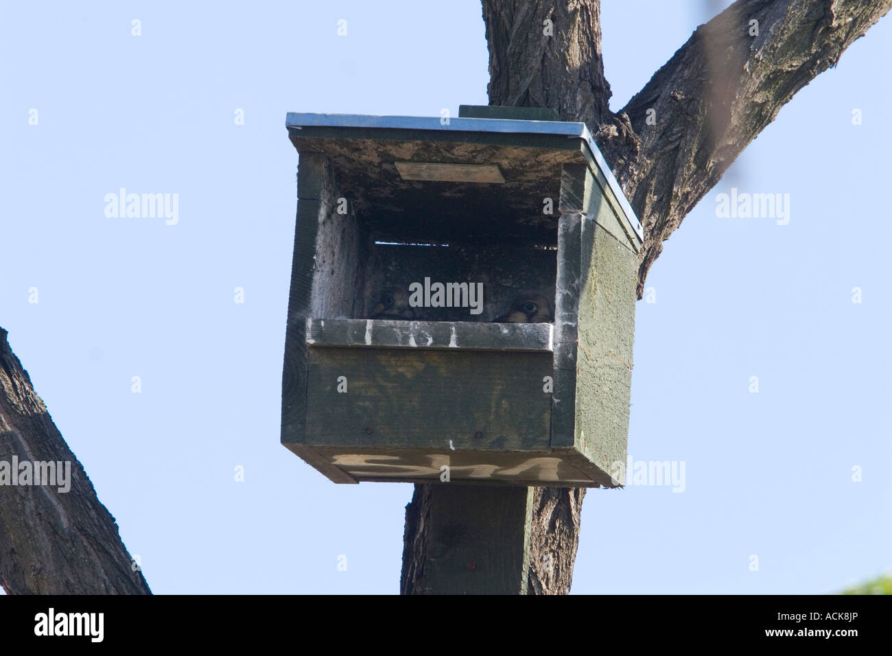Young Red footed falcons in nesting box Stock Photo - Alamy