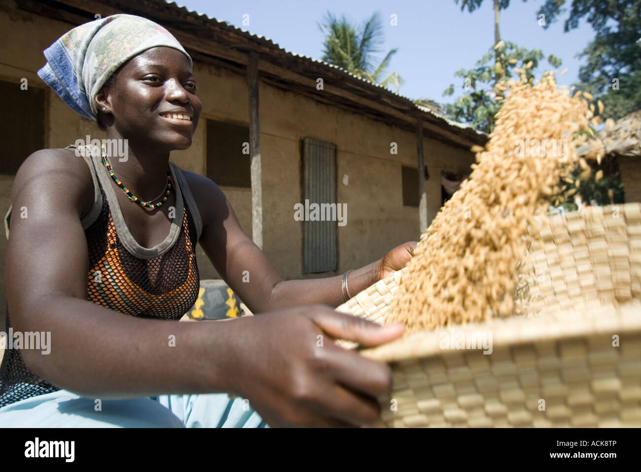 Young woman uses traditional basket to winnow and clean brown husk rice ...
