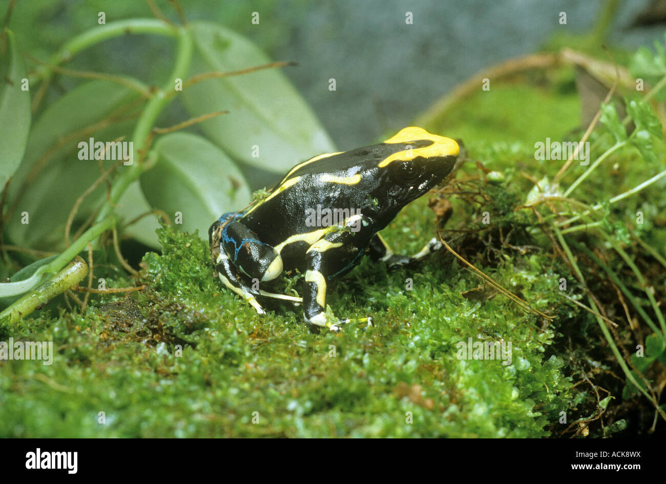 Alanis Dart Frog