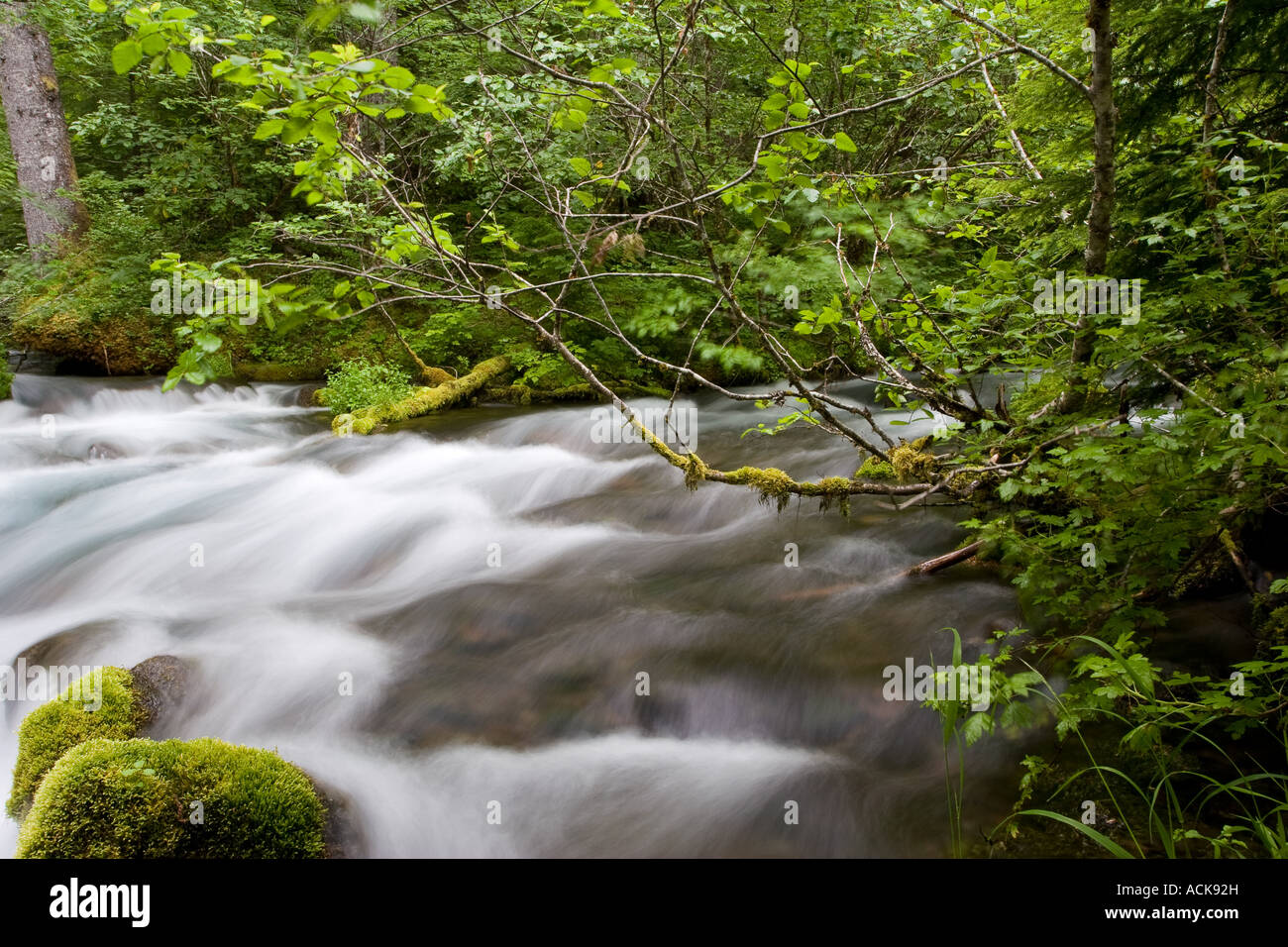 Rapids on the Roaring River in Oregon in early summer Stock Photo - Alamy