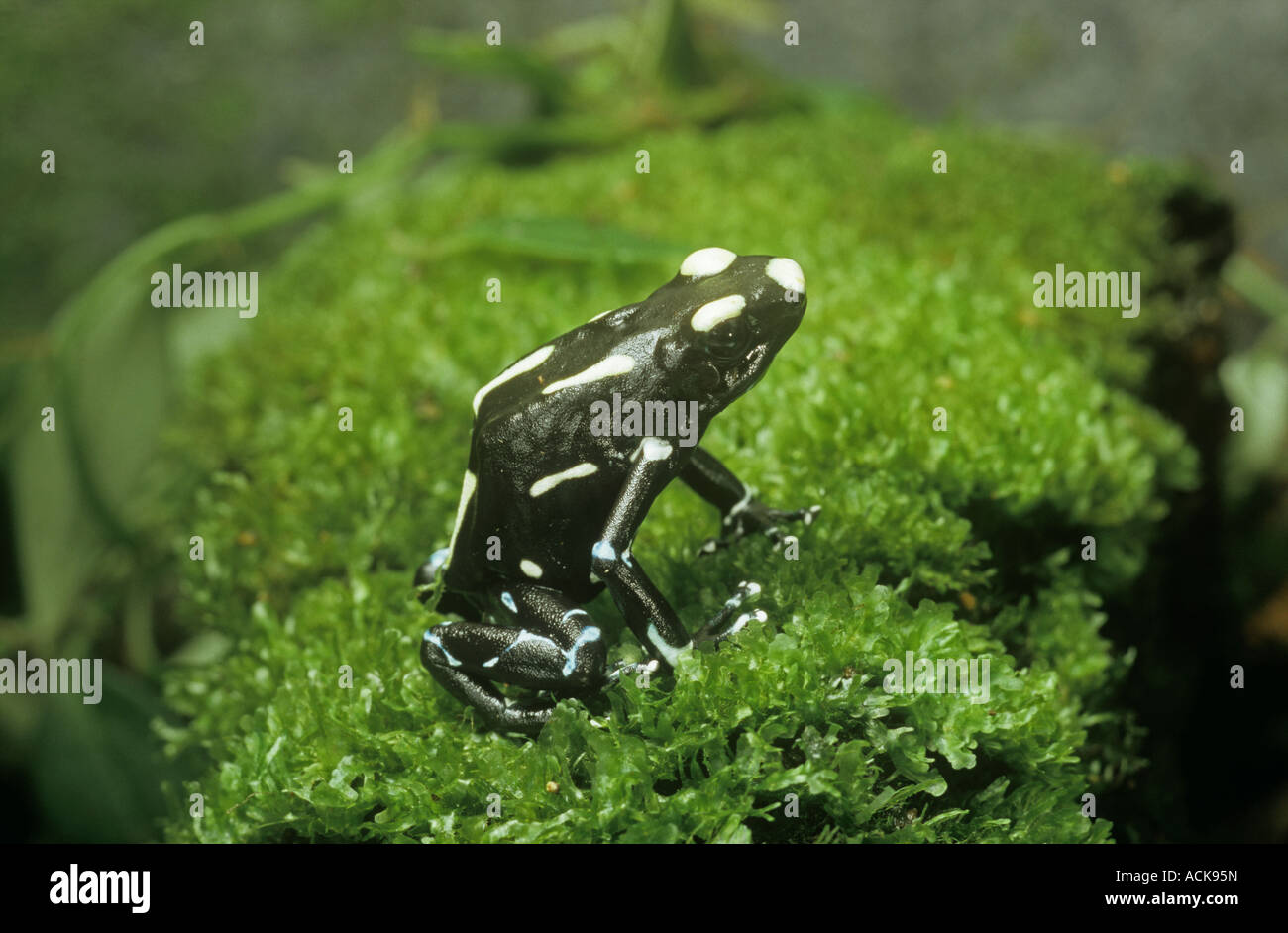 Dyeing Dart frog / Dendrobates tinctorius "Tafelberg Stock Photo - Alamy