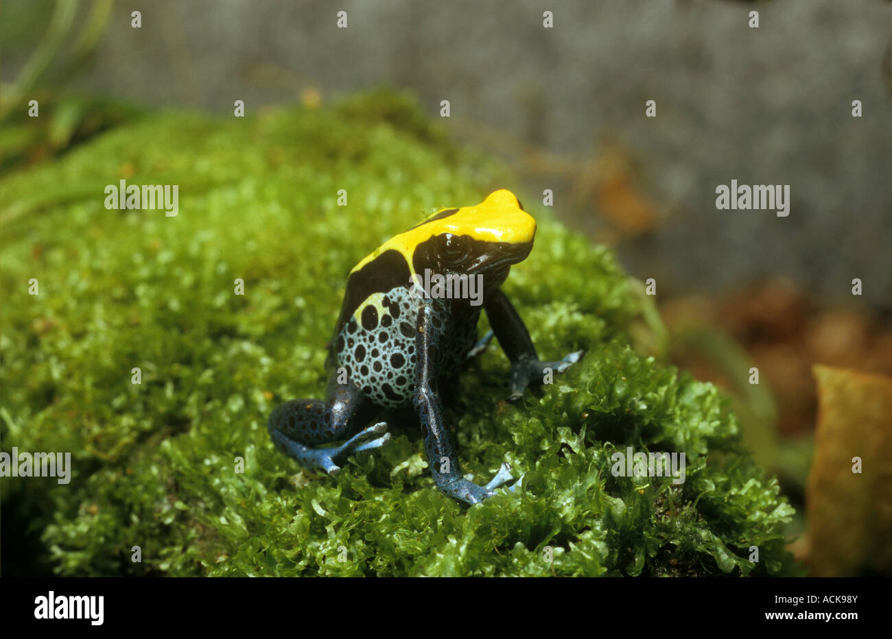 Dyeing Dart frog / Dendrobates tinctorius "Brasilianer Stock Photo - Alamy