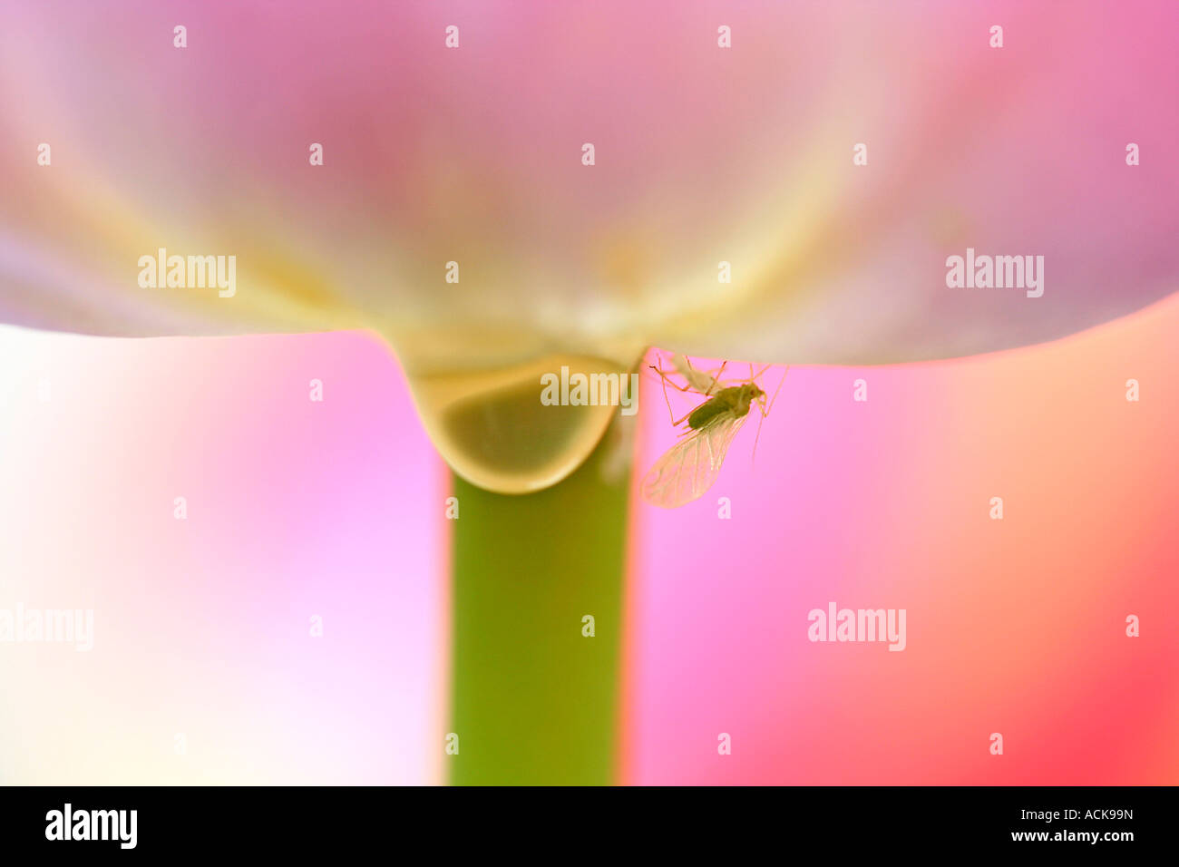 Close up rain wet dripping blossom hi-res stock photography and images ...