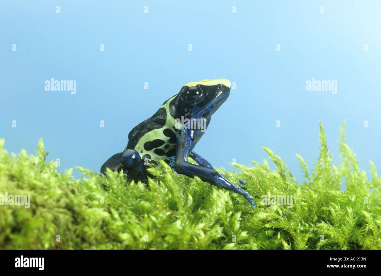 Dyeing Dart frog / Dendrobates tinctorius Stock Photo - Alamy