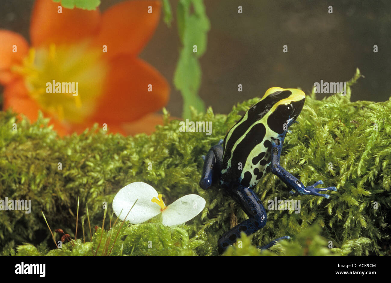 Dyeing Dart frog / Dendrobates tinctorius Stock Photo - Alamy