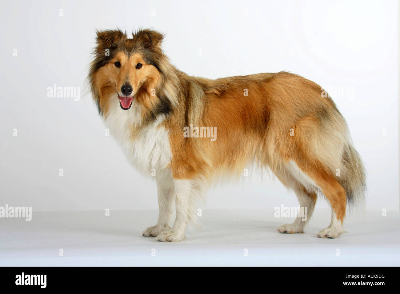 Sheltie Shetland Sheepdog side Stock Photo - Alamy