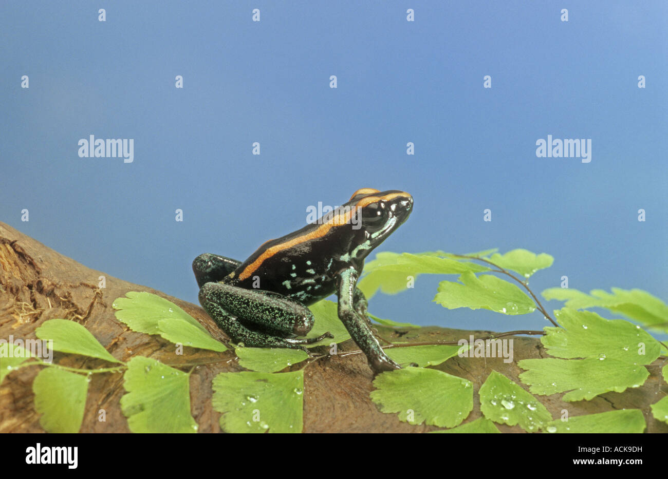 Golfo Dulce Poision-dart Frog / Phyllobates vittatus Stock Photo - Alamy