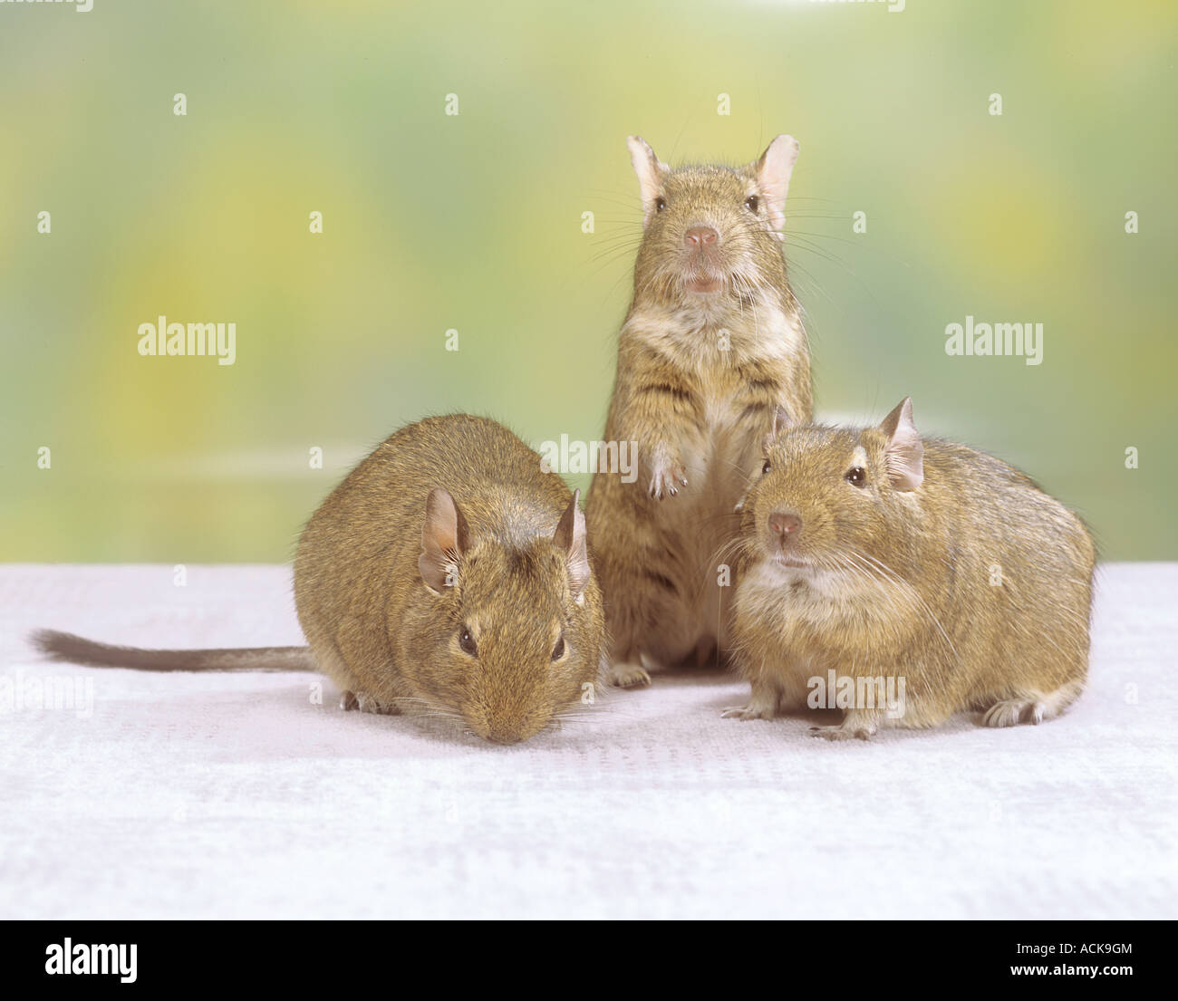 Group of degus hi-res stock photography and images - Alamy