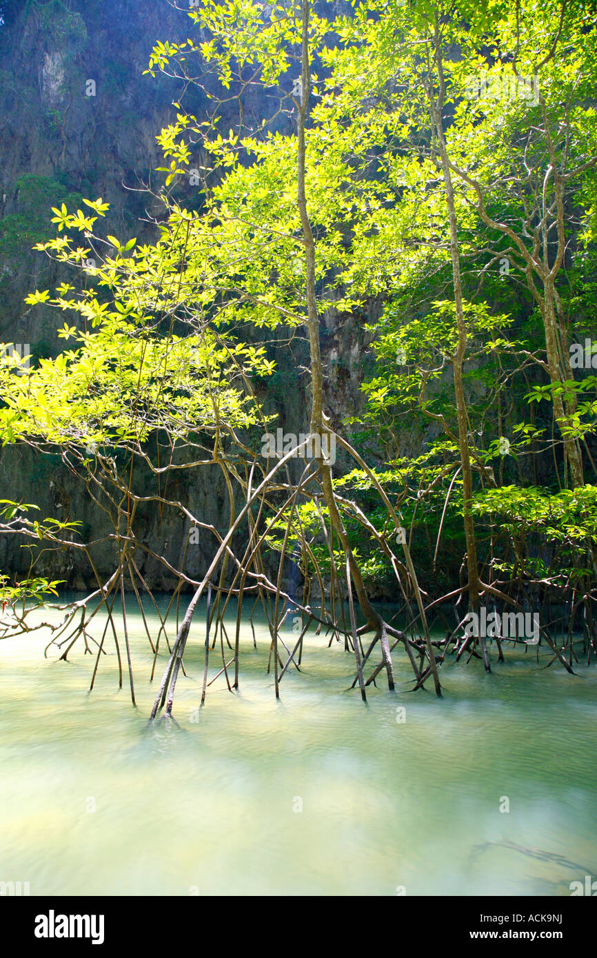 Mangroves inside a collapsed cave (hong), Ko (Koh) Phanak, Andaman Sea ...