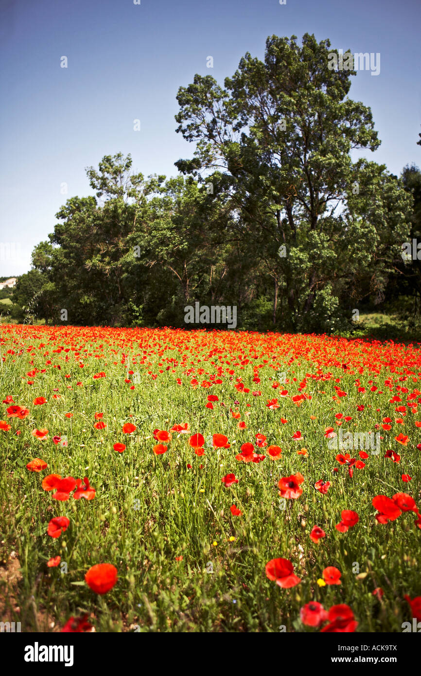 POPPIES GROWING IN A FIELD IN FRANCE Stock Photo - Alamy