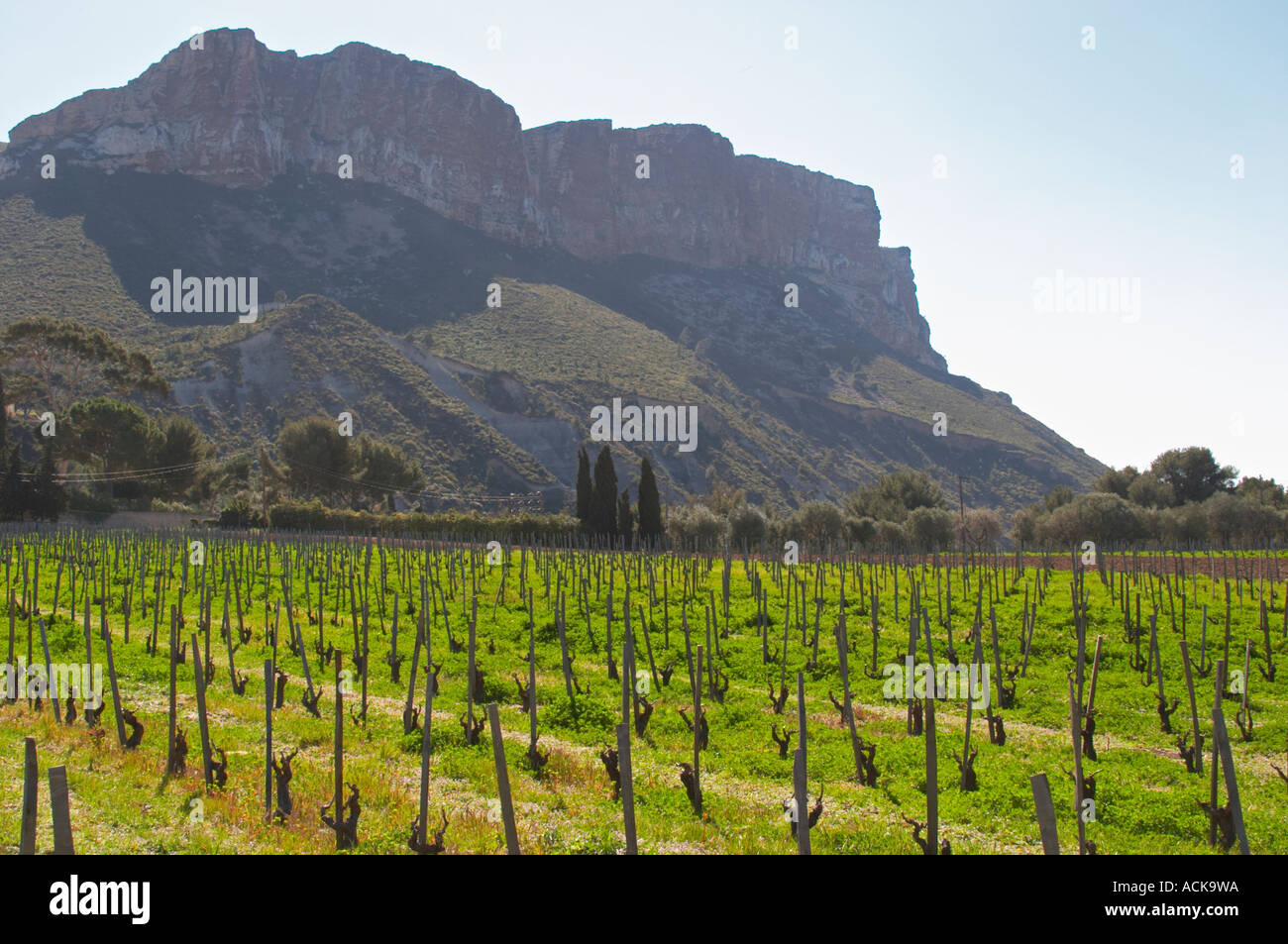 vineyards on the slope The vineyard below the Cassis cliff in spring ...
