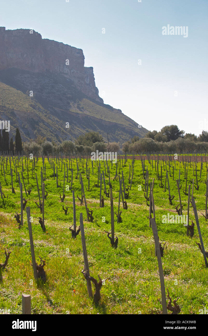 vineyards on the slope The vineyard below the Cassis cliff in spring ...