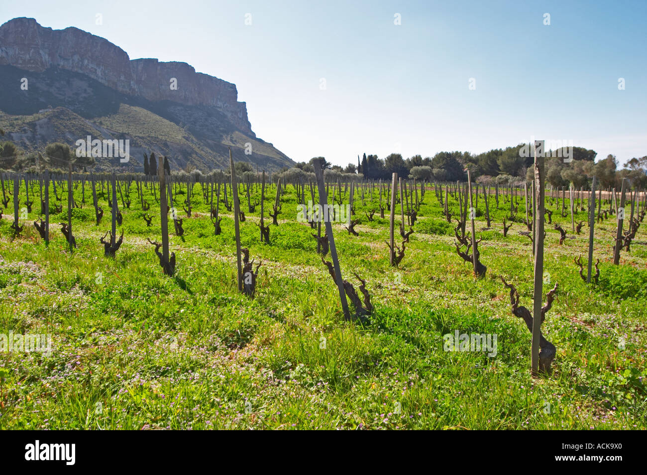Cassis vineyard hi-res stock photography and images - Alamy
