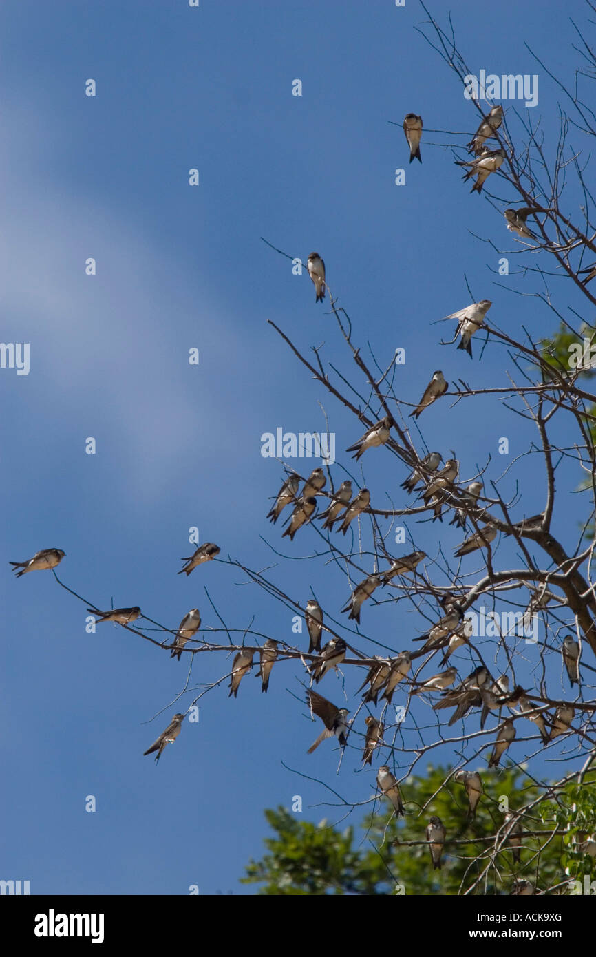 family flock of house martins Stock Photo - Alamy