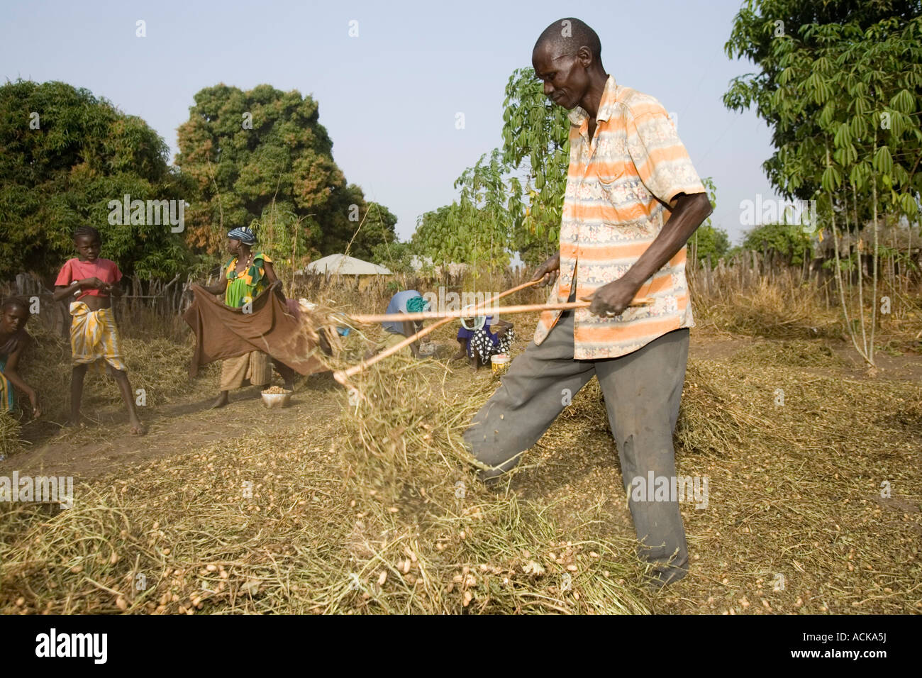 Threshing ground nuts from harvest bushes village The Gambia Stock ...