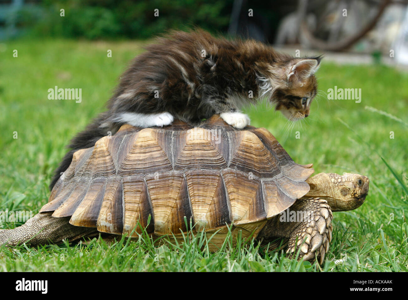 animal friendship : Maine Coon kitten on Hermann's tortoise Stock Photo ...