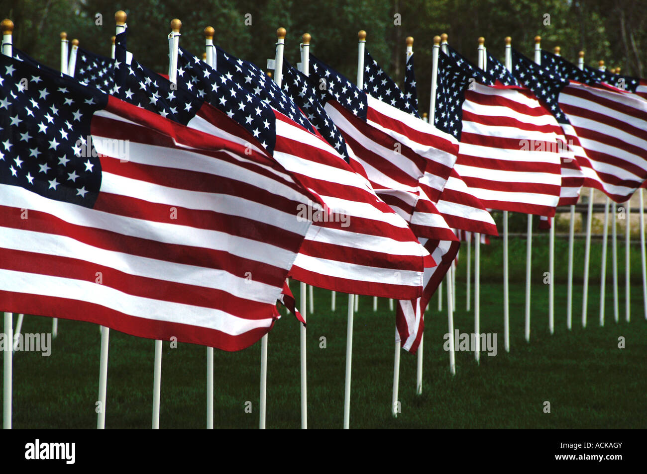 Flags celebrating Veteran's Day Eagle City Park, Ada County, Idaho, USA ...