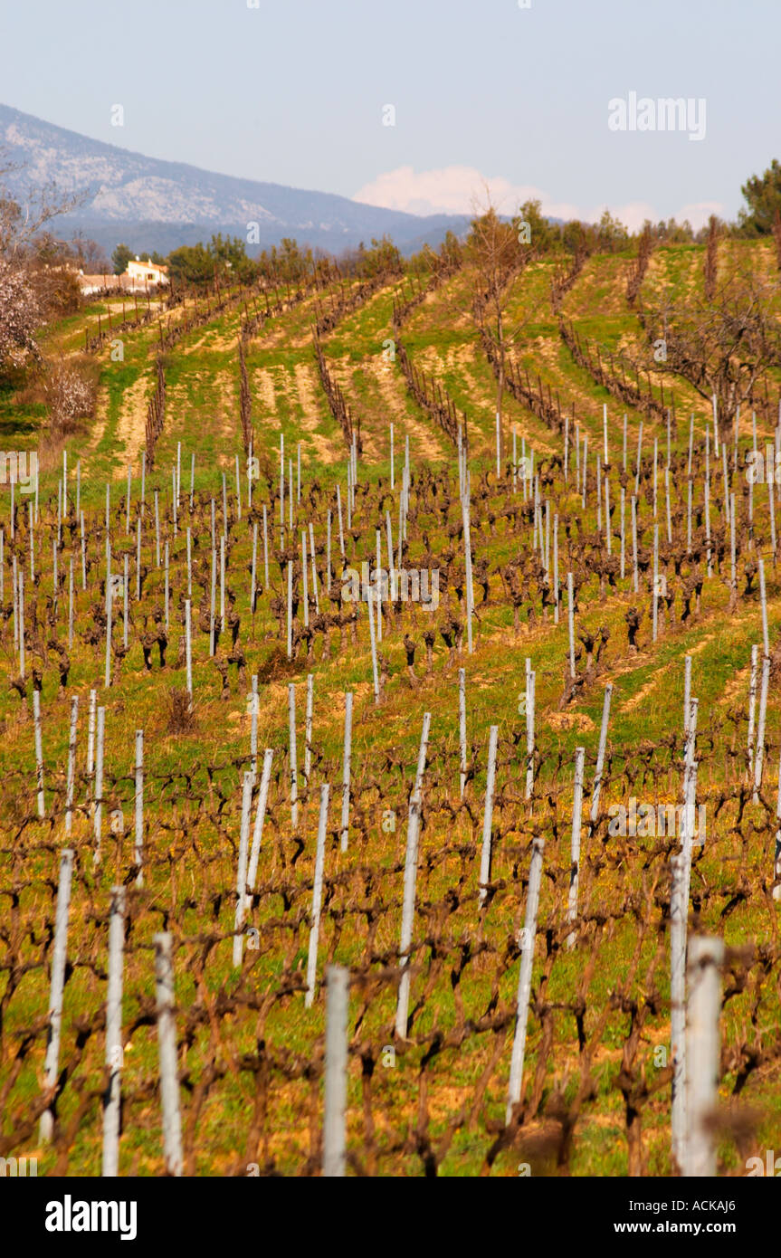 Cassis vineyard hi-res stock photography and images - Alamy
