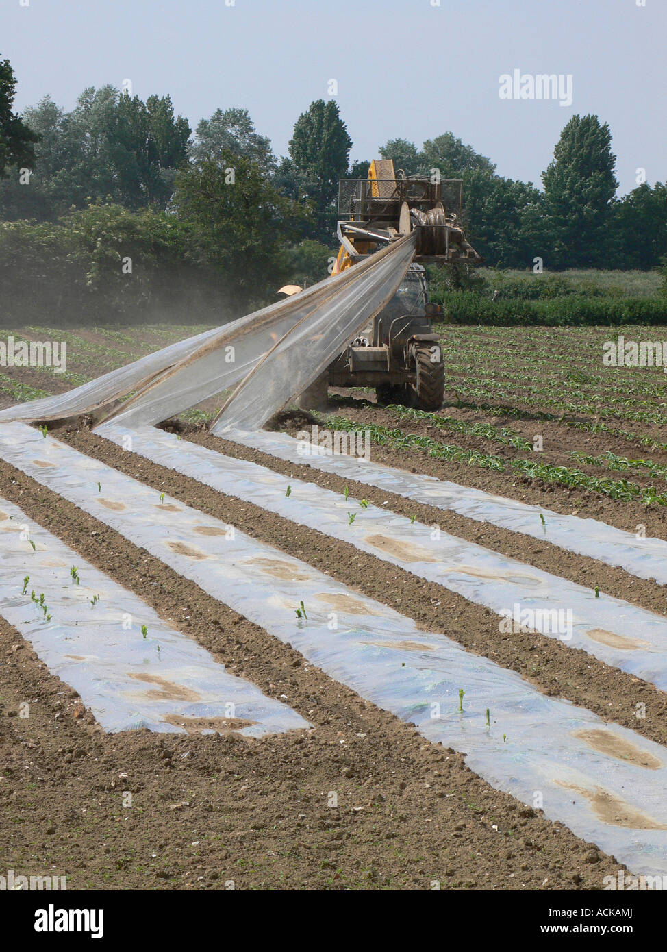 Removing plastic covers from a field of growing maize Stock Photo - Alamy
