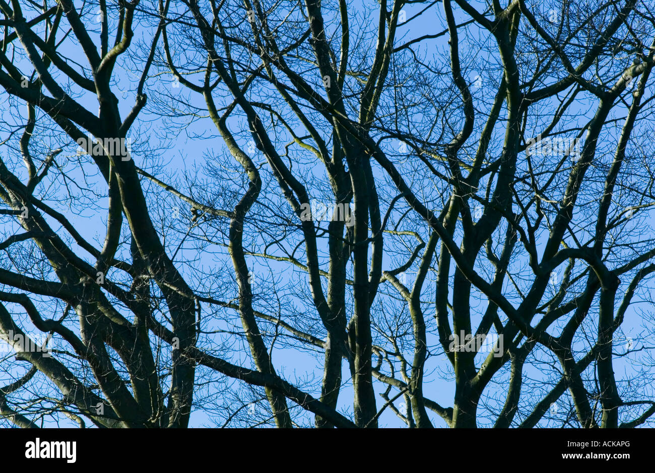Tree branches and blue sky Stock Photo - Alamy