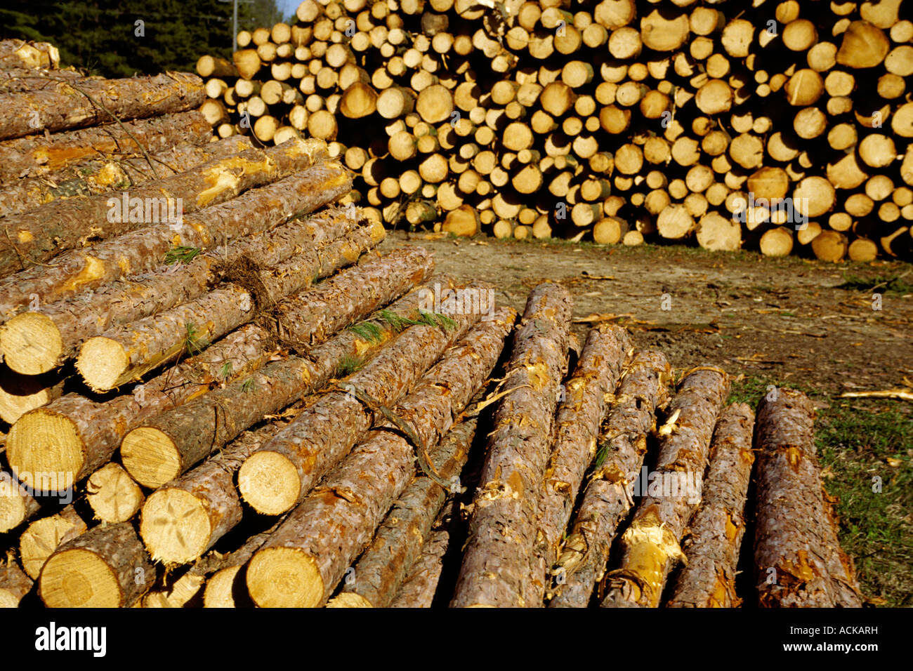 Cut and staked lumber Stock Photo - Alamy