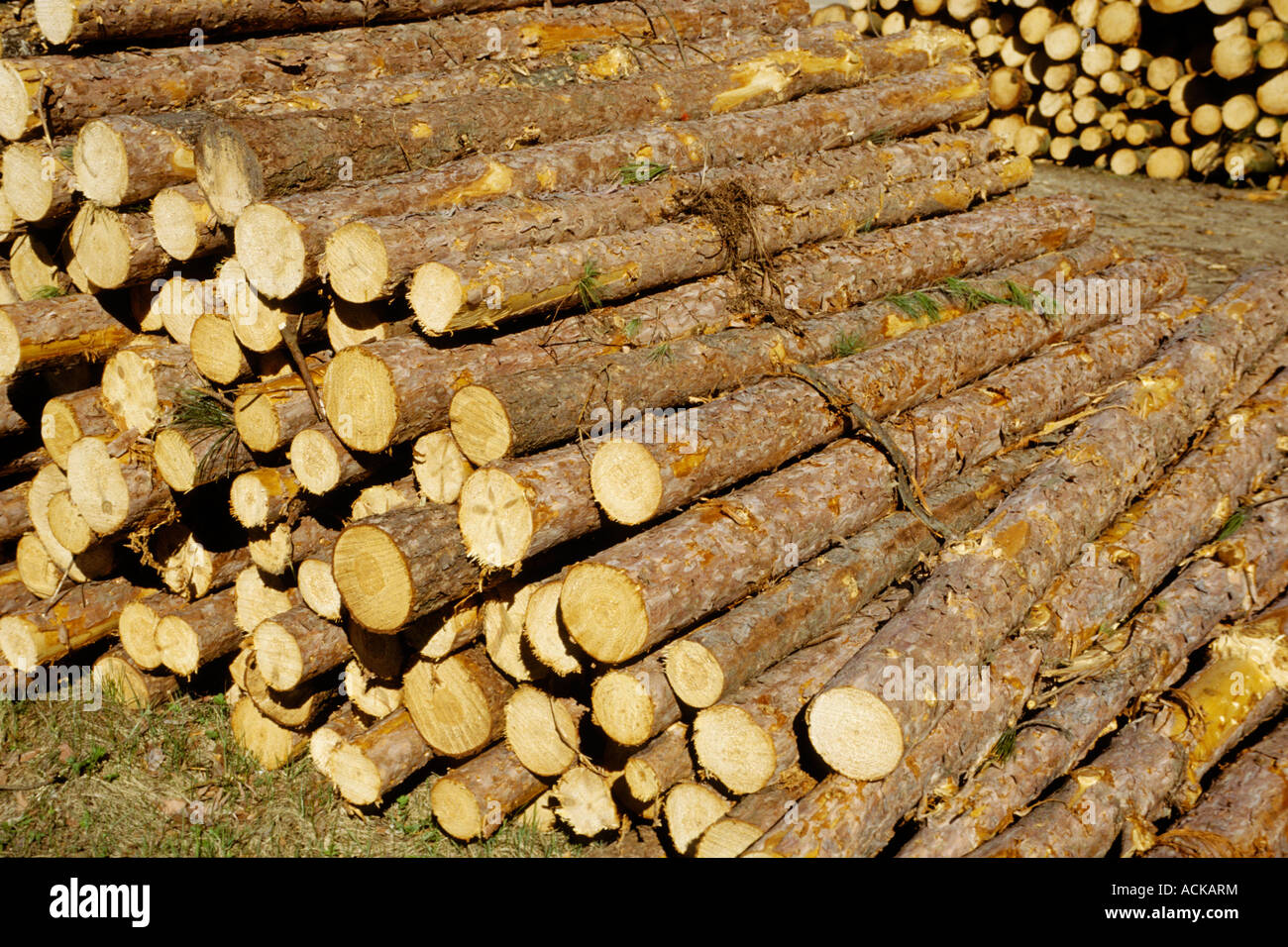Cut and staked lumber Stock Photo - Alamy