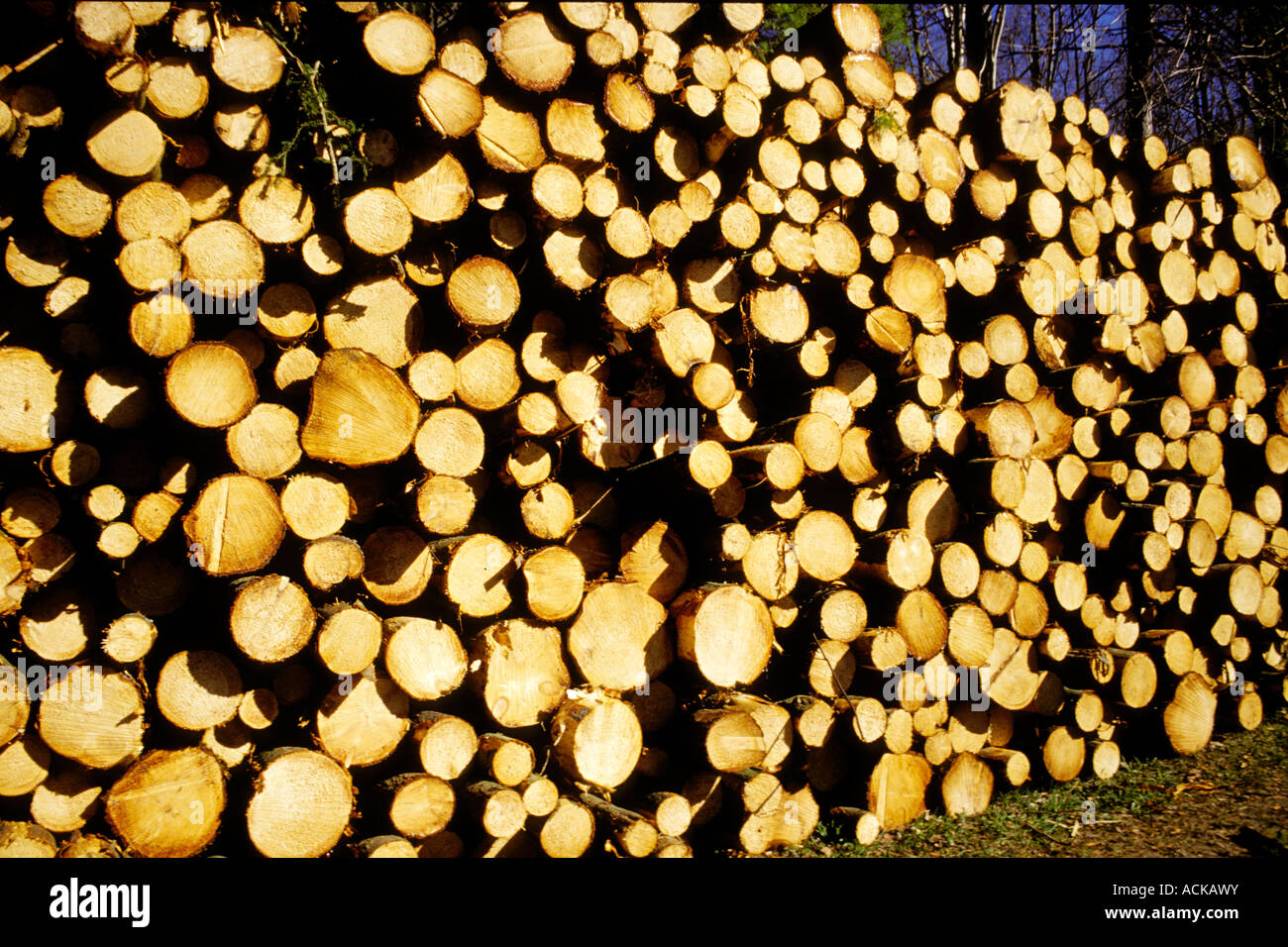 Cut and staked lumber Stock Photo - Alamy