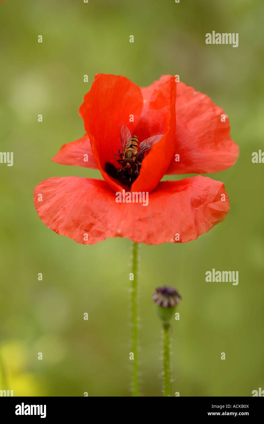 Poppy in field Stock Photo - Alamy