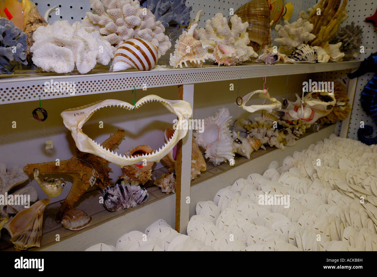 Shark jaws sale in hi-res stock photography and images - Alamy