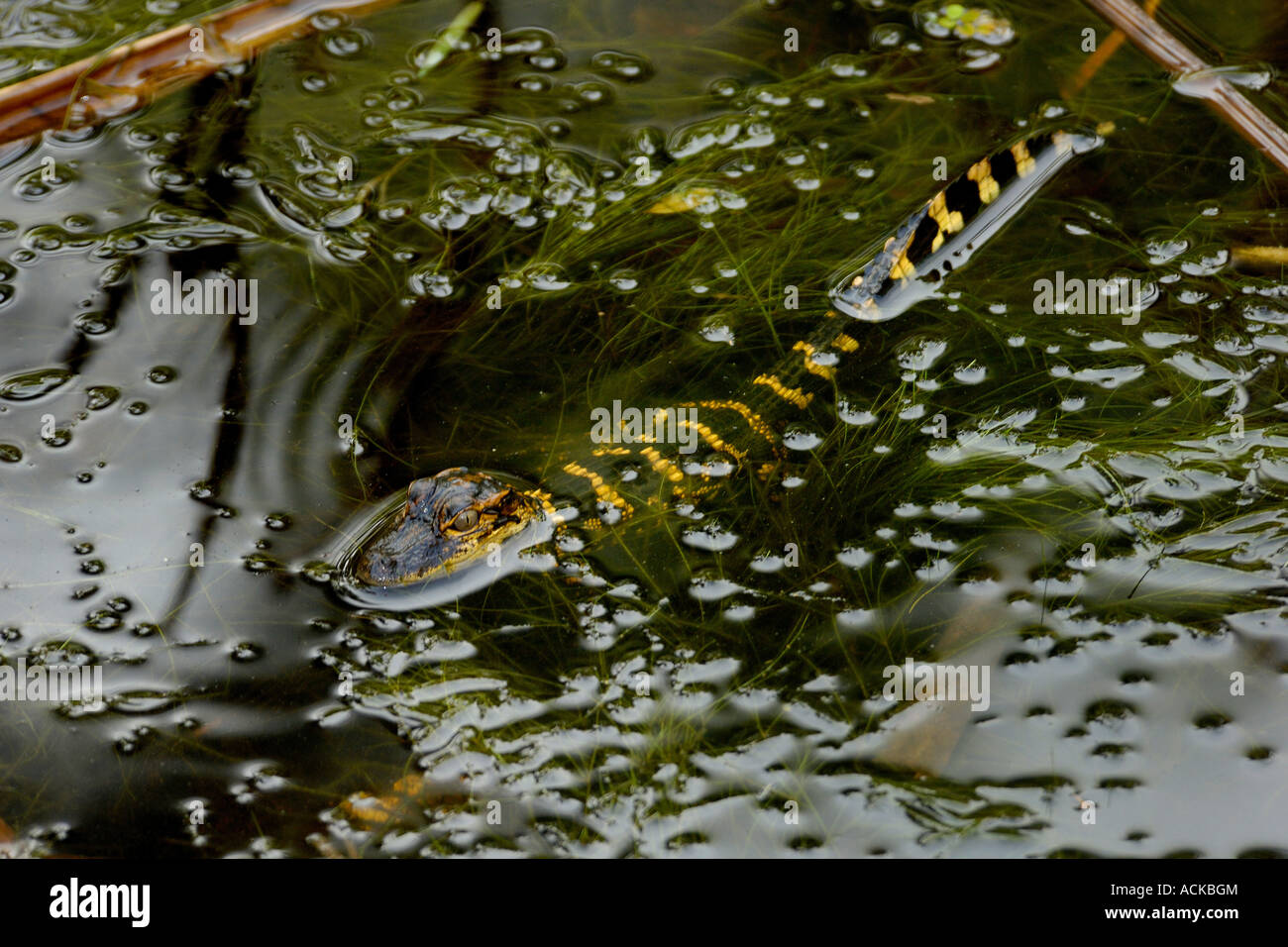 Juvenile American Alligator Alligator mississippiensis Florida Stock ...