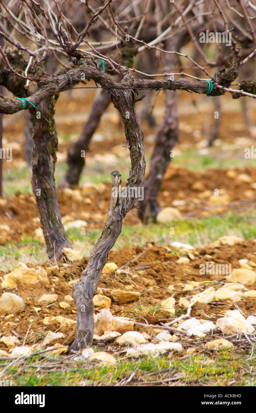 Cordon vine training hi-res stock photography and images - Alamy