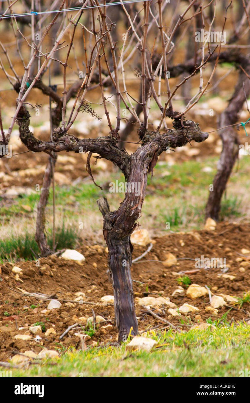 detail of a vine Cordon Royat training before final pruning with old ...