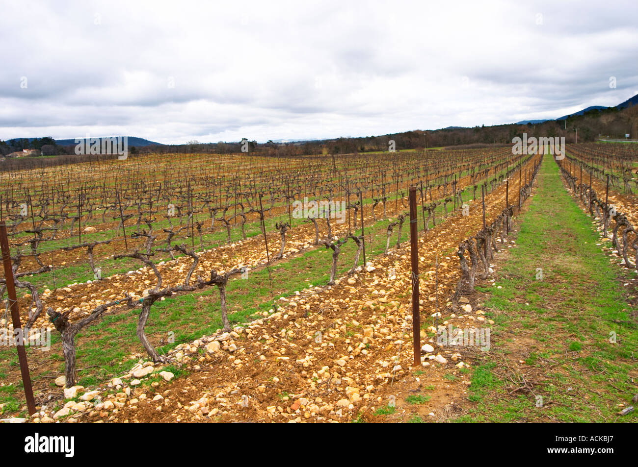 View over the vineyard at Domaine de Triennes Cordon Royat training ...