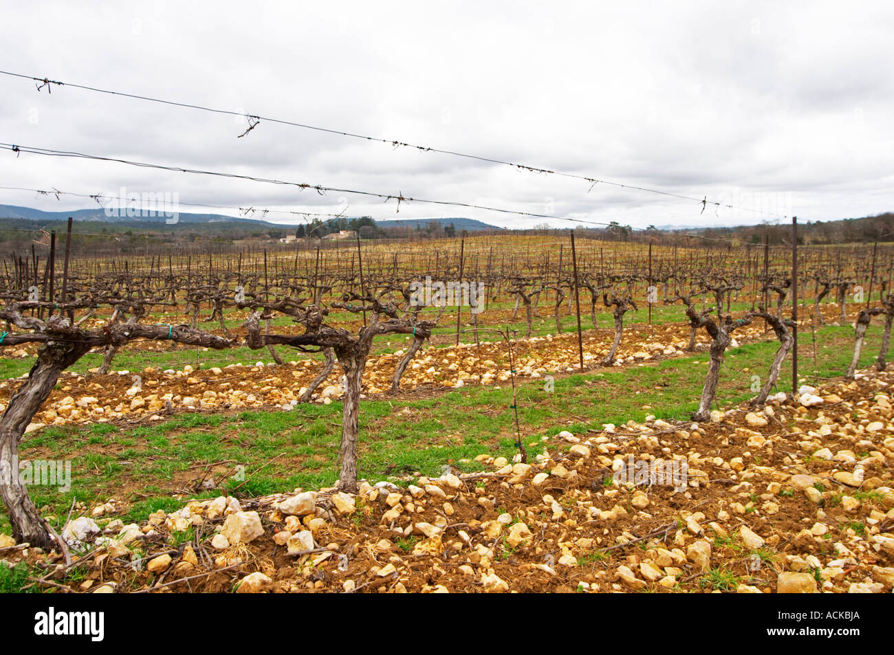 View over the vineyard at Domaine de Triennes Cordon Royat training ...