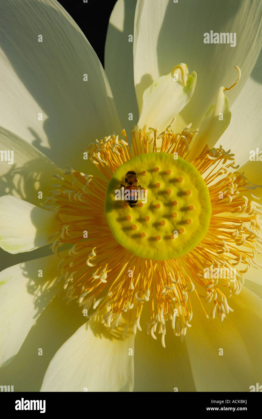 Lotus and bee Stock Photo - Alamy