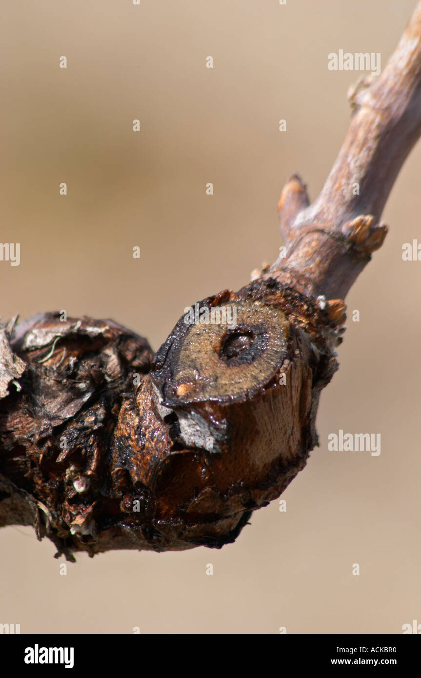 detail of a vine after winter pruning, in spring when temperatures rise ...