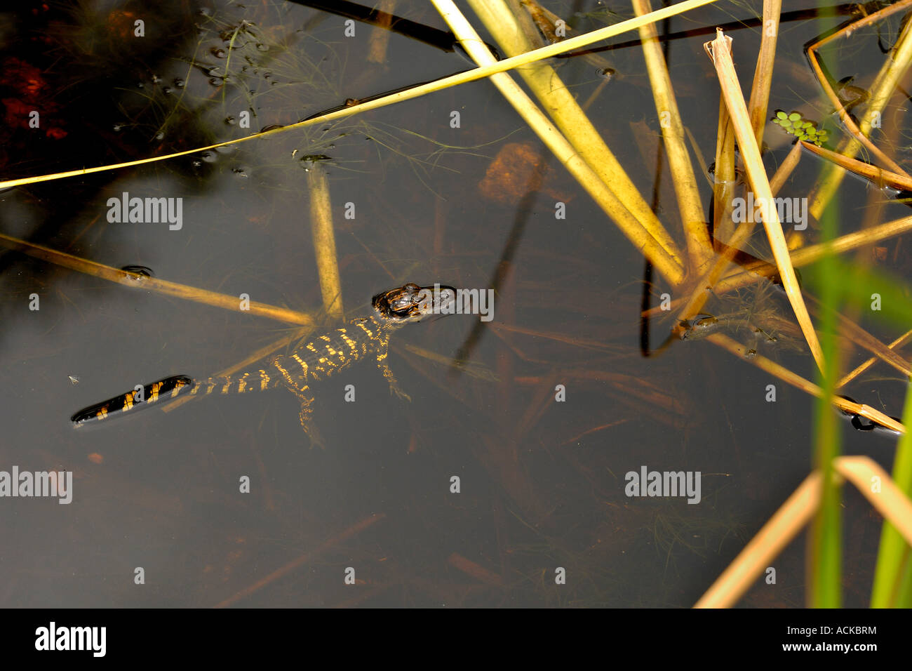 Juvenile American Alligator Alligator mississippiensis Florida Stock ...