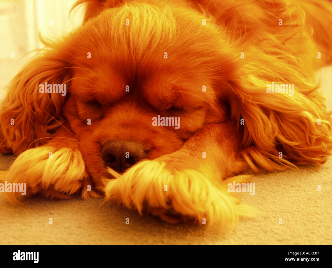 Worn out dog hi-res stock photography and images - Alamy