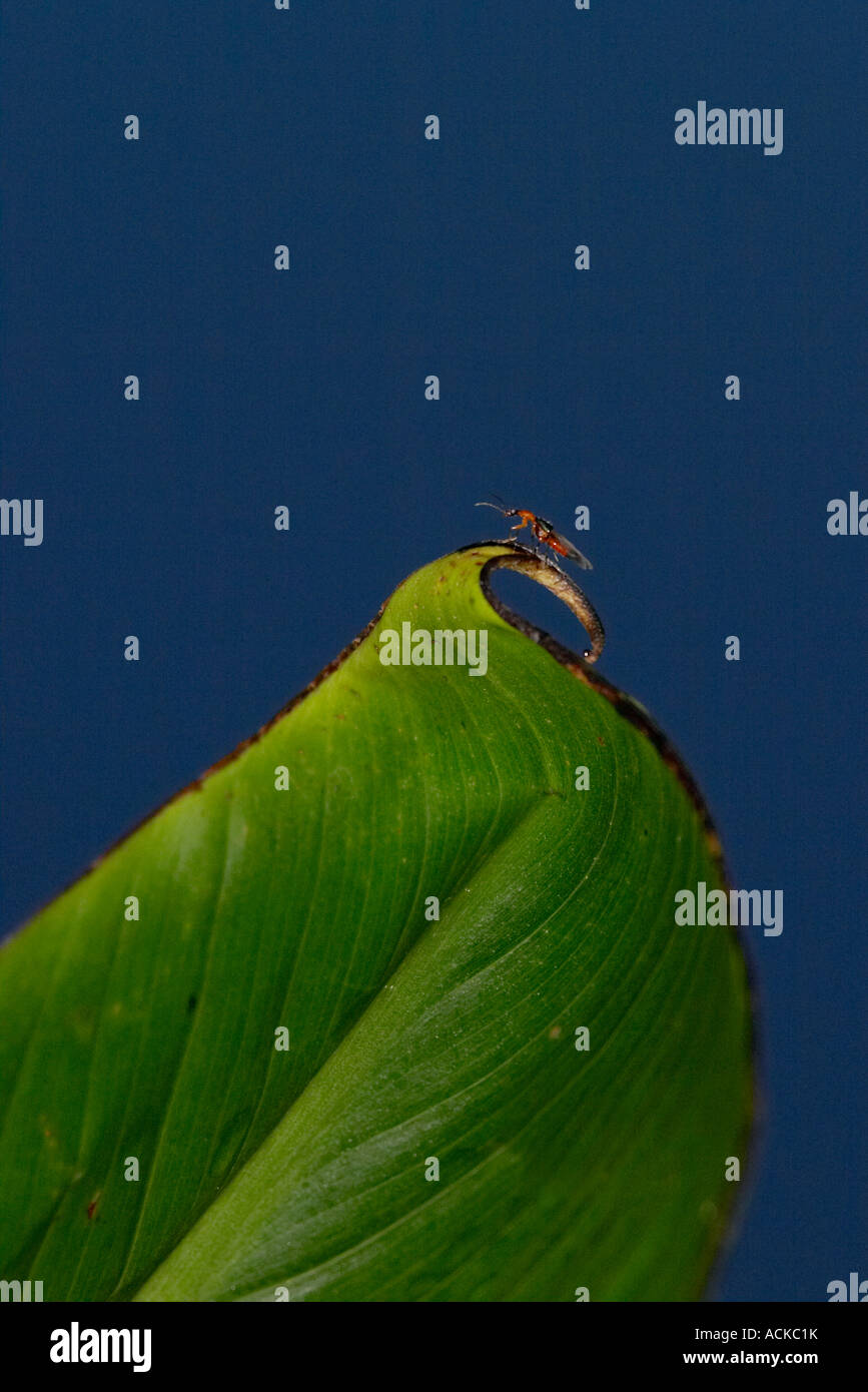 Nairobipaederus hi-res stock photography and images - Alamy