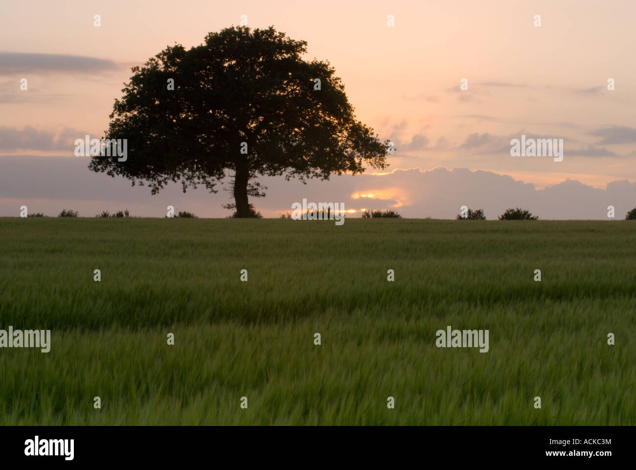 Tree on the landscape Stock Photo - Alamy