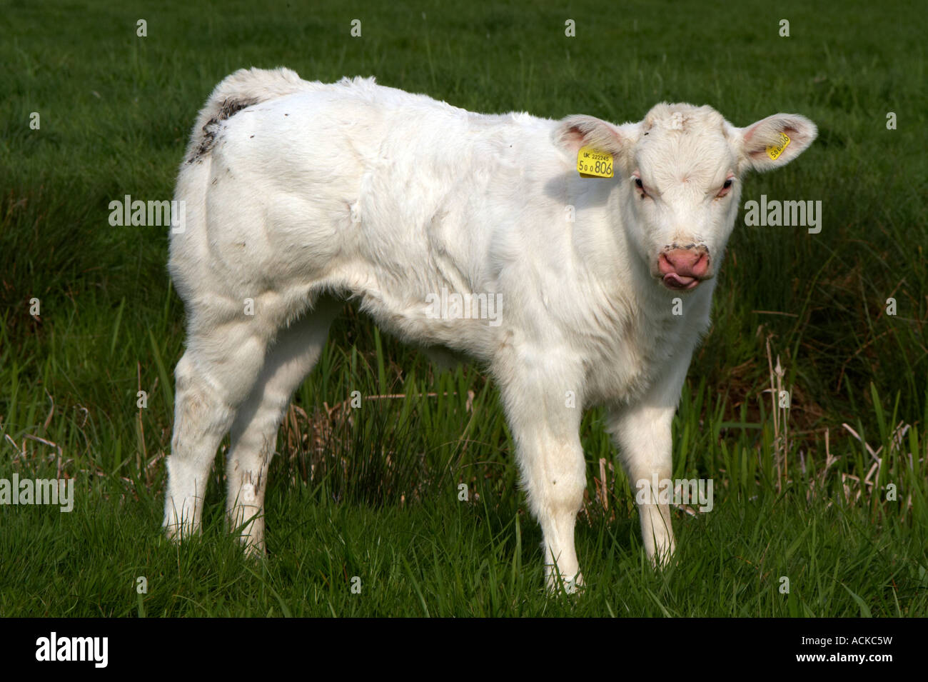 Muscular calf hi-res stock photography and images - Alamy