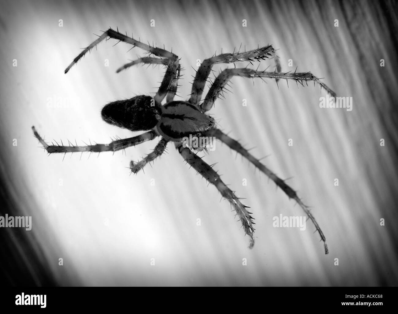 Scary spider Black and White Stock Photos & Images - Alamy