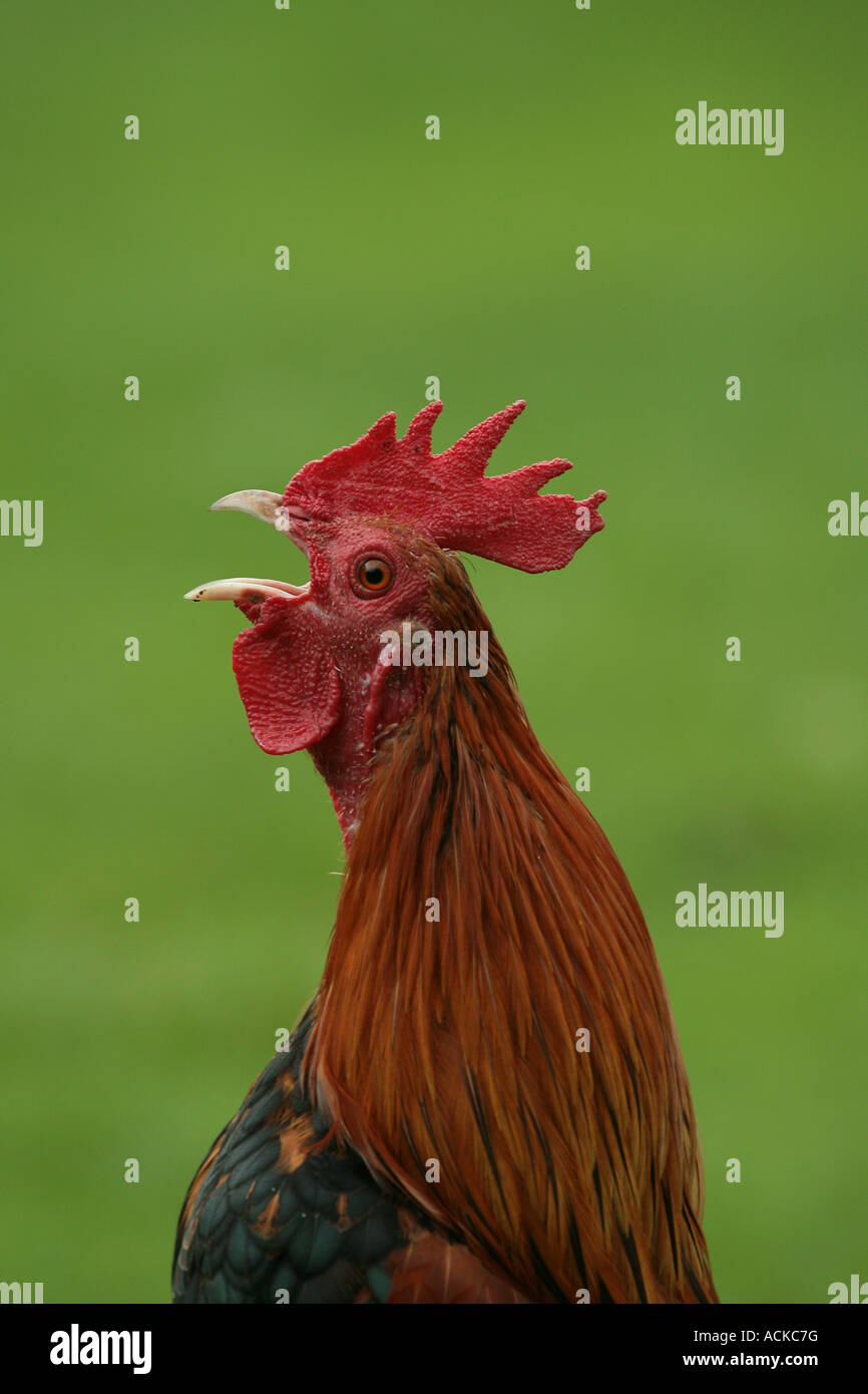 Cockerel cockeral hi-res stock photography and images - Alamy