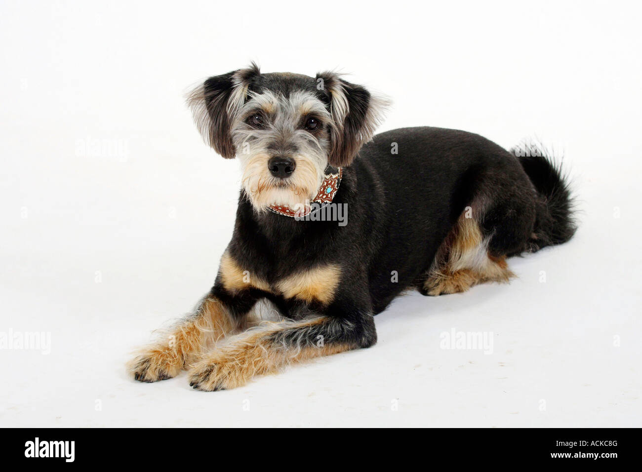 Mongrel dog hi-res stock photography and images - Alamy