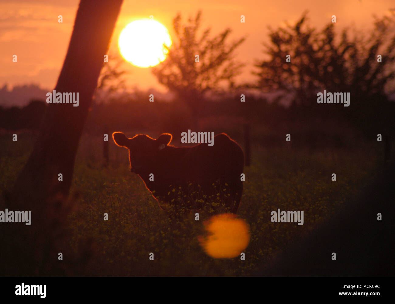 Diary Cow Sunset High Resolution Stock Photography and Images - Alamy