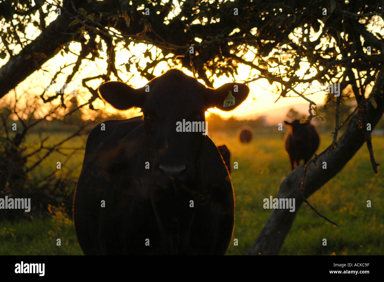 THE EARS OF A COW Stock Photo - Alamy