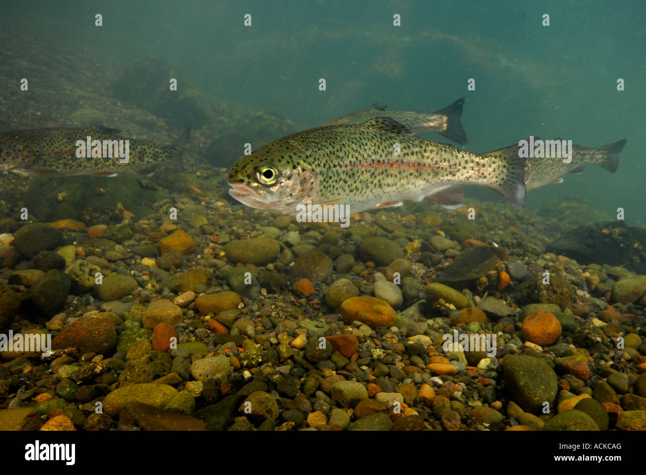Rainbow trout Oncorhynchus mykiss smolt Rogue River Oregon Stock Photo ...