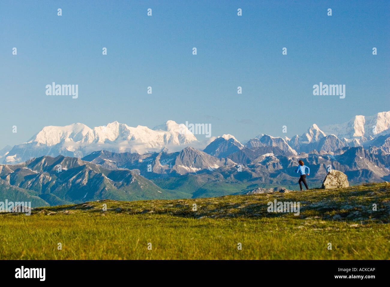 Female runs Kesugi Ridge in Denali State Park with Mt McKinley the ...