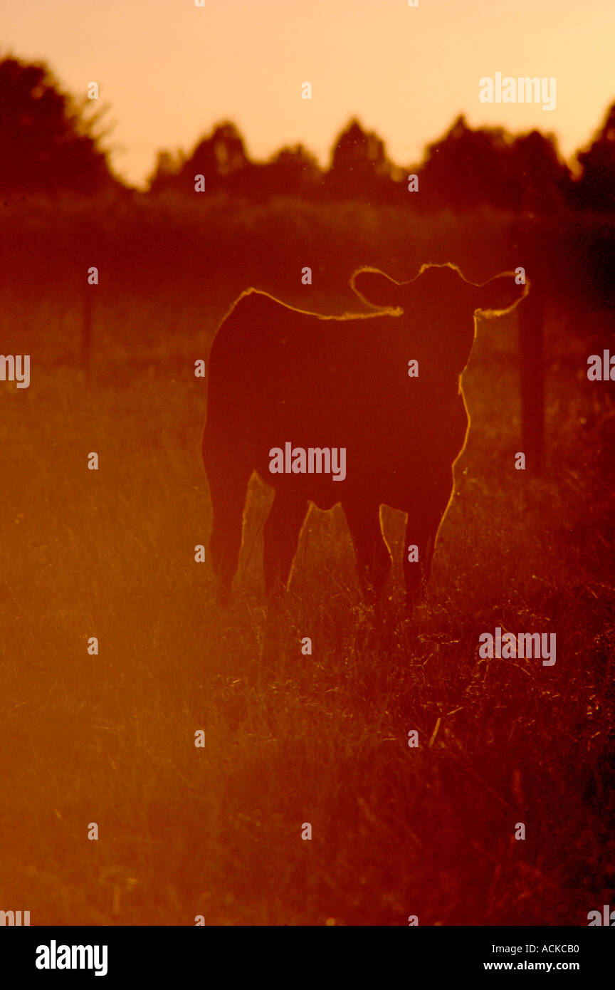 Diary cow sunset hi-res stock photography and images - Alamy