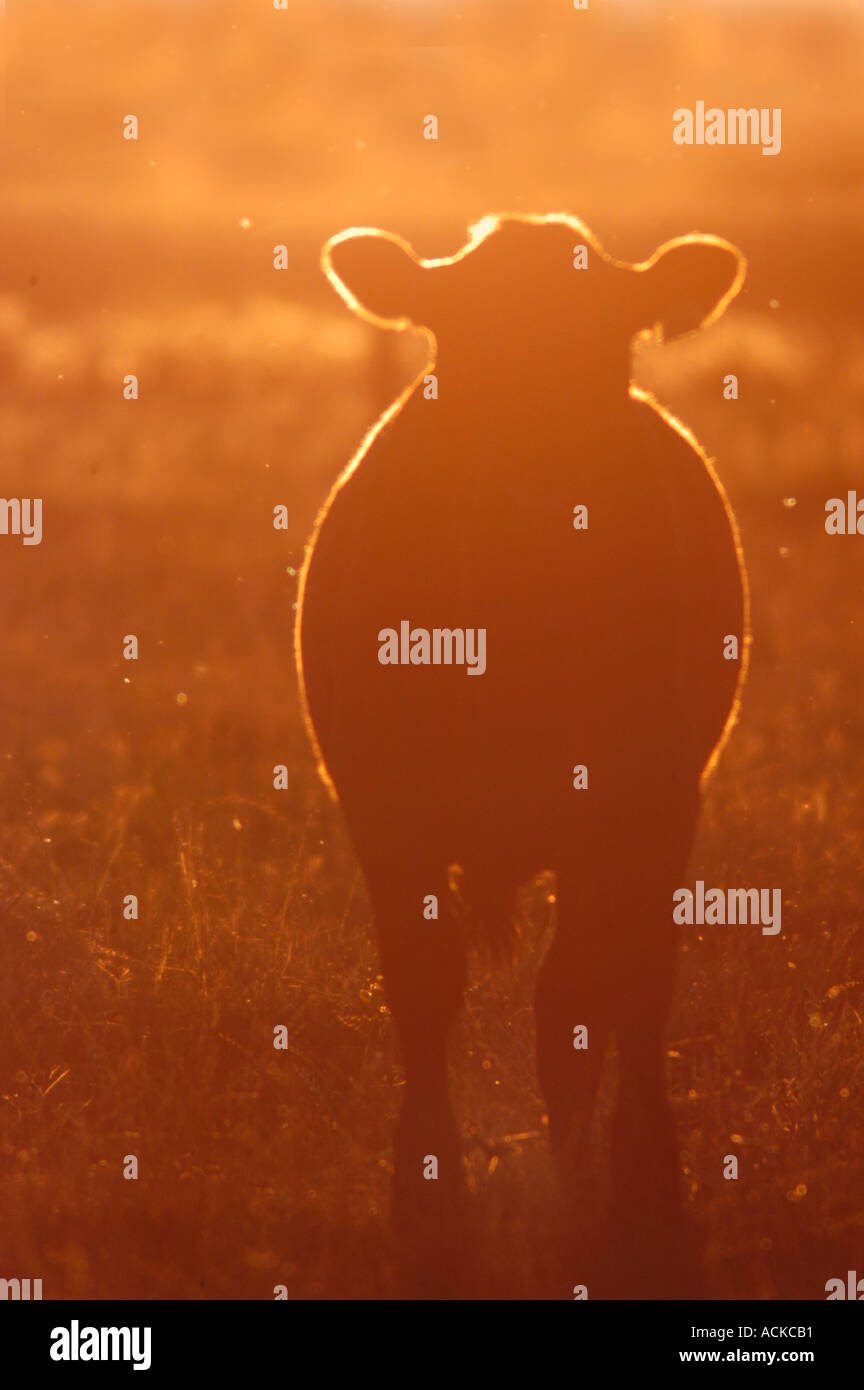 COW AT SUNSET Stock Photo - Alamy